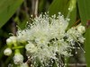 Melaleuca leucadendra (Weeping paperbark) — Territory Native Plants