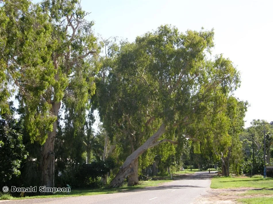 Melaleuca leucadendra (Weeping paperbark) — Territory Native Plants