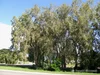 Melaleuca leucadendra (Weeping paperbark) — Territory Native Plants