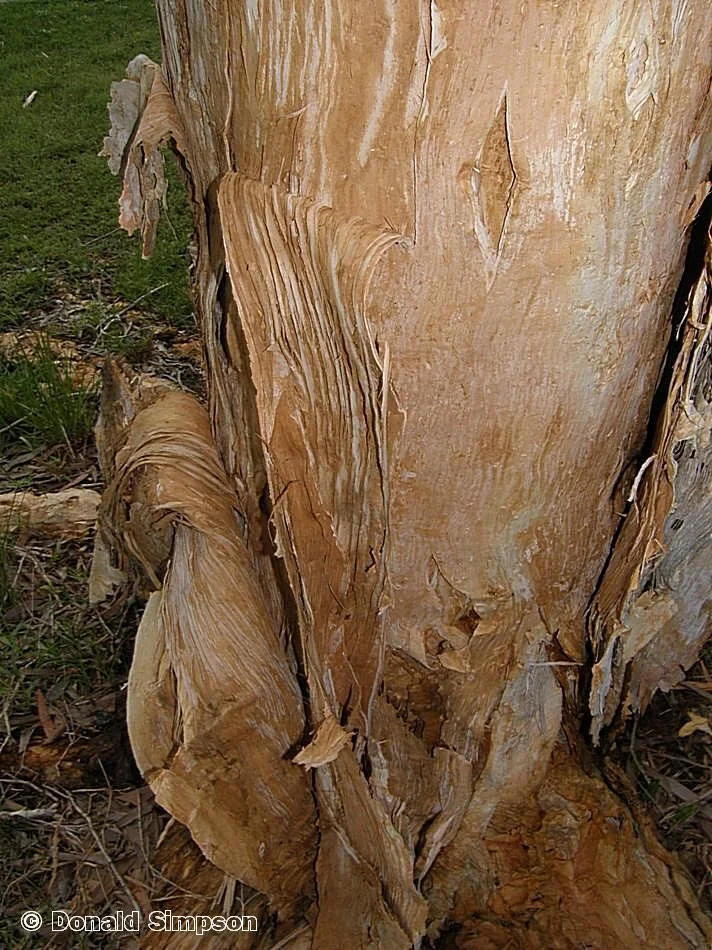 Melaleuca leucadendra (Weeping paperbark) — Territory Native Plants