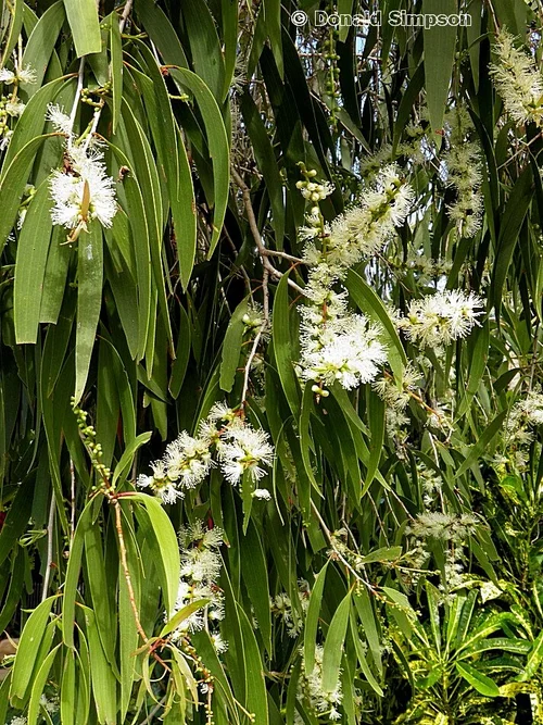 Melaleuca leucadendra (Weeping paperbark) — Territory Native Plants