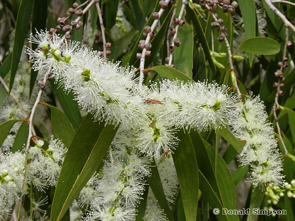 Melaleuca leucadendra (Weeping paperbark) — Territory Native Plants