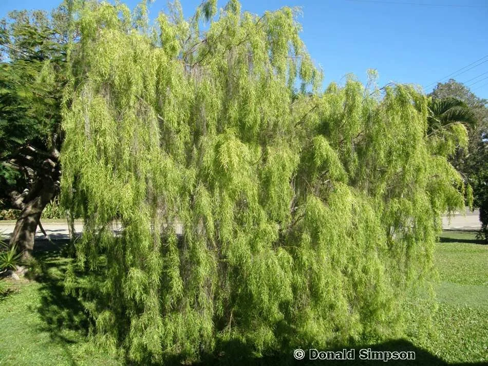 Leptospermum madidum (Weeping Tea Tree) — Territory Native Plants
