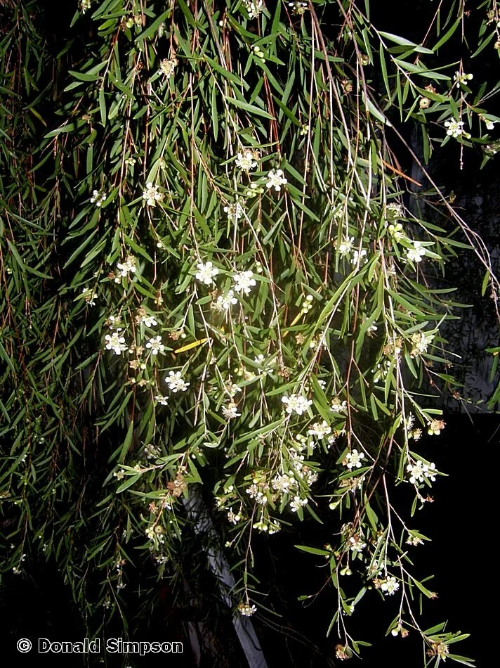 Leptospermum madidum (Weeping Tea Tree) — Territory Native Plants