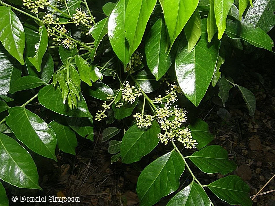 Ganophyllum falcatum (Scaly Ash) — Territory Native Plants