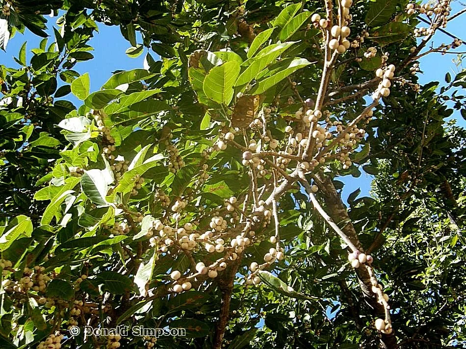 Ficus virens (Banyan) — Territory Native Plants