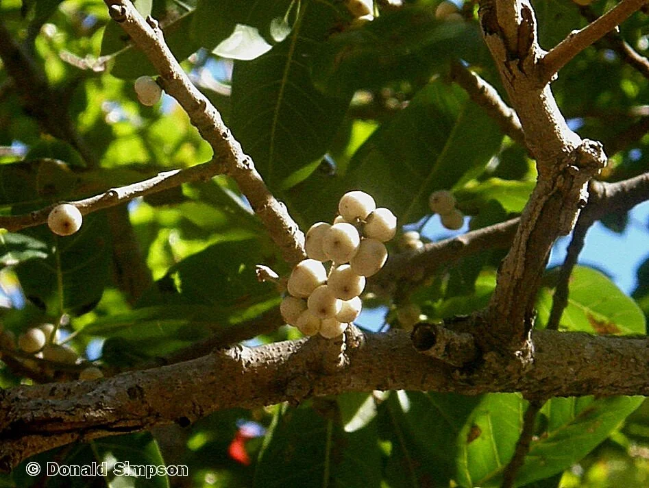 Ficus virens (Banyan) — Territory Native Plants