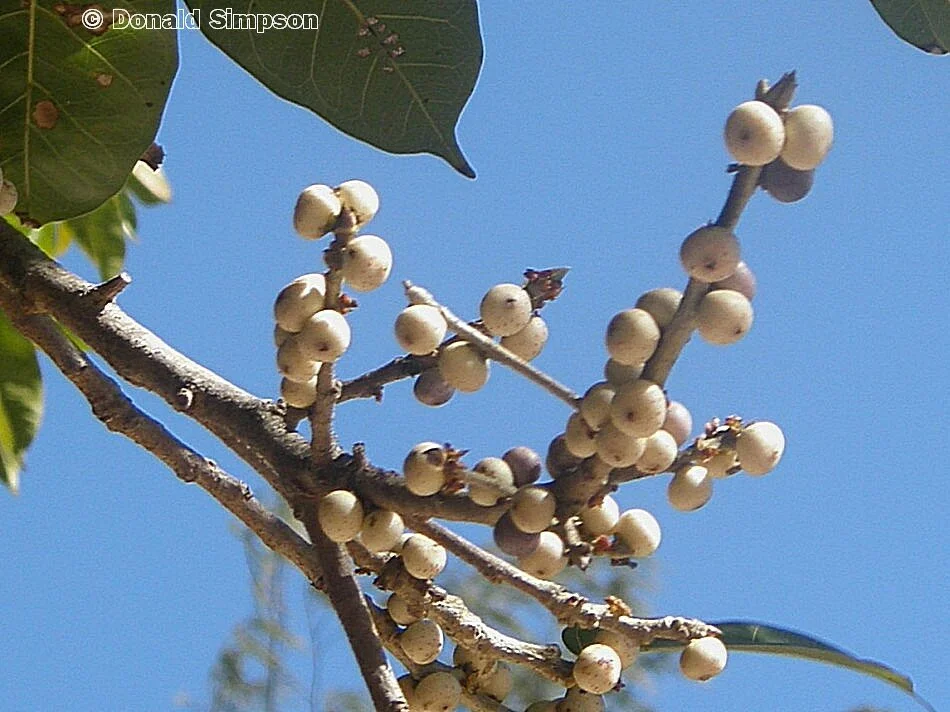 Ficus virens (Banyan) — Territory Native Plants