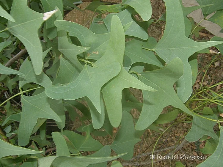Erythrina vespertilio (Batswing Coral Tree) — Territory Native Plants