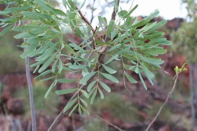 Atalaya variifolia (Wingleaf Whitewood) — Territory Native Plants