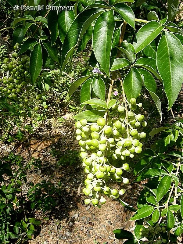 Vitex trifolia (Coastal vitex) — Territory Native Plants