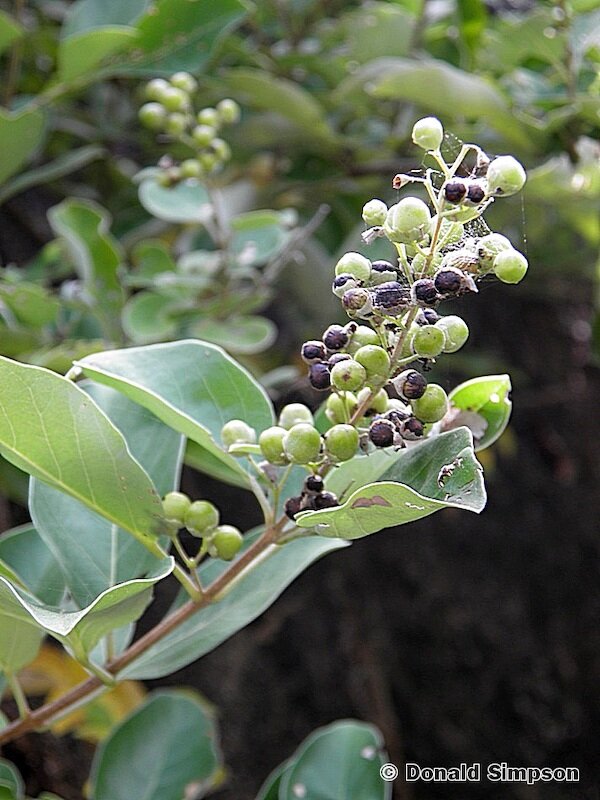 Vitex trifolia (Coastal vitex) — Territory Native Plants