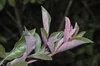 Vitex trifolia (Coastal vitex) — Territory Native Plants