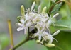 Aidia racemosa (Archer Cherry) — Territory Native Plants