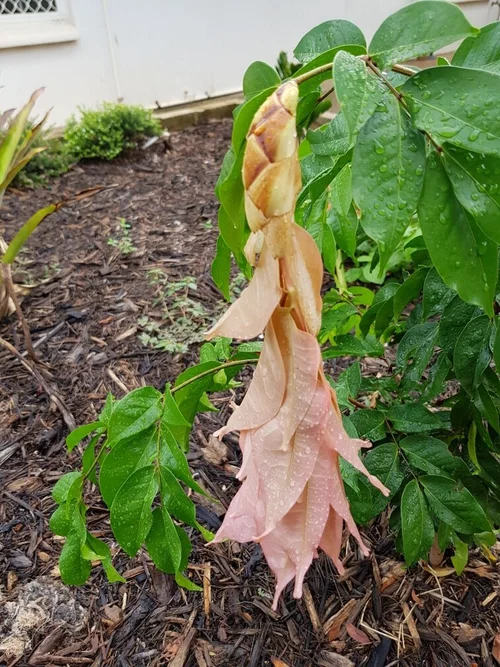 Maniltoa Grandiflora Lenticellata (Silk Handkerchief Tree) — Territory ...