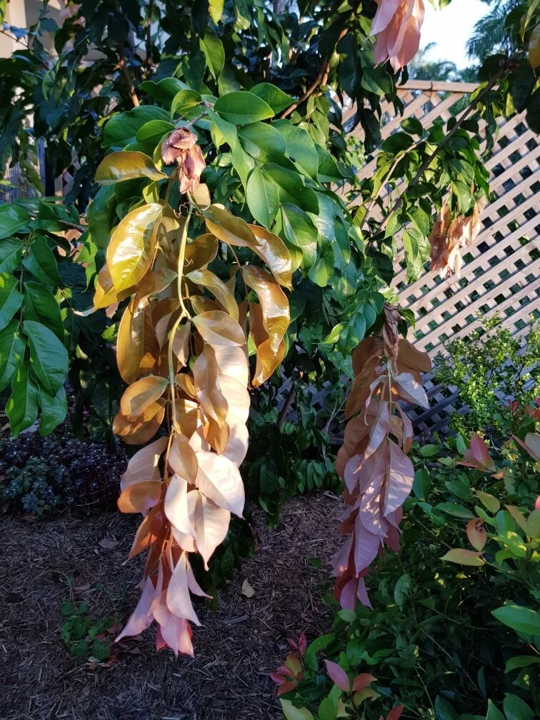 Maniltoa Grandiflora Lenticellata (Silk Handkerchief Tree) — Territory ...