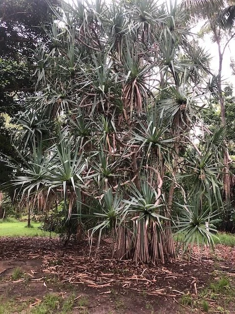 Pandanus basedowii (Sandstone/Rock Pandanus) — Territory Native Plants