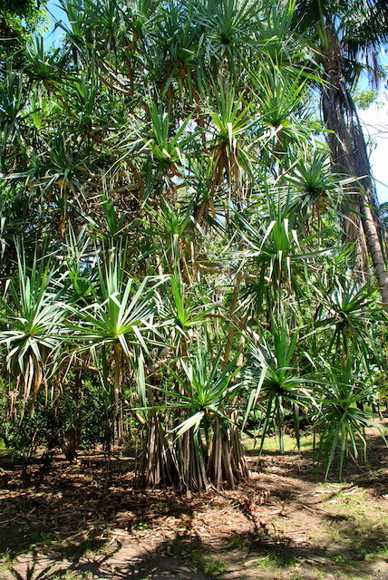 Pandanus basedowii (Sandstone/Rock Pandanus) — Territory Native Plants