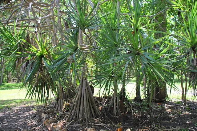 Pandanus basedowii (Sandstone/Rock Pandanus) — Territory Native Plants