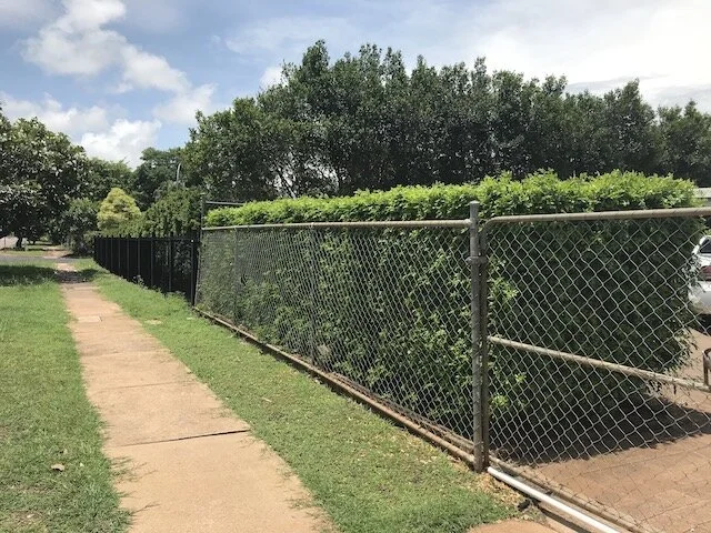 Murraya paniculata (Orange Jessamine) — Territory Native Plants
