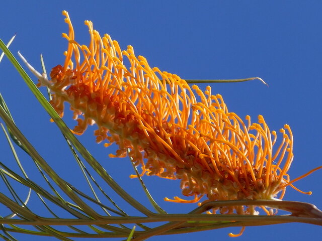 Top End Native Plant Nursery — Territory Native Plants