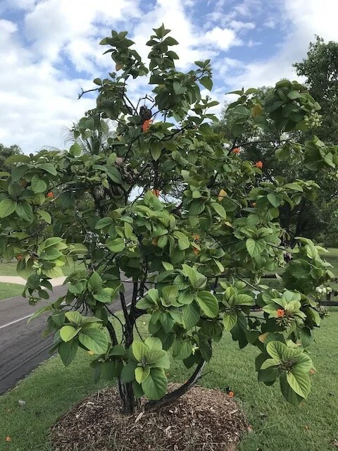Cordia sebestena (Geiger Tree) — Territory Native Plants