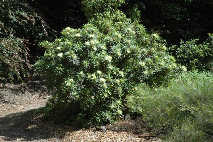 Xanthostemon verticilliatus (Bloomfield Penda) — Territory Native Plants