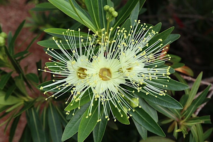 Xanthostemon verticilliatus (Bloomfield Penda) — Territory Native Plants