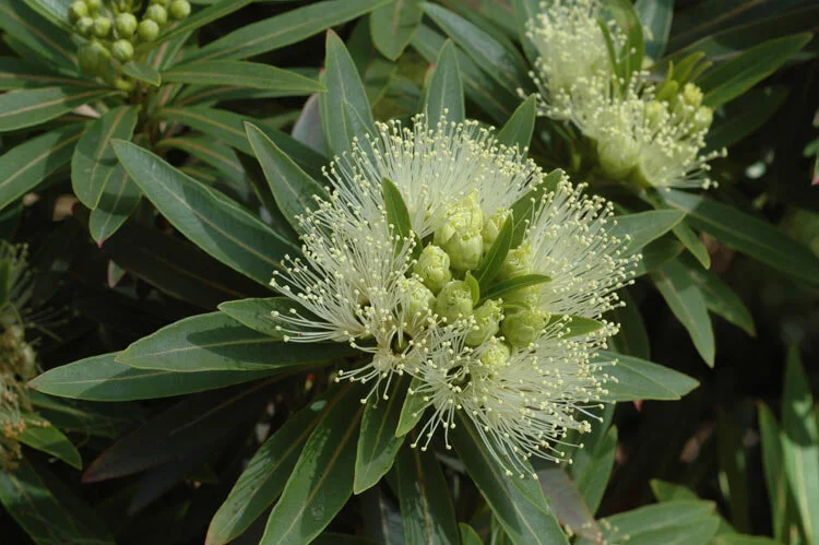 Xanthostemon verticilliatus (Bloomfield Penda) — Territory Native Plants