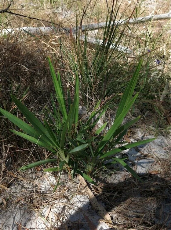 Dianella odorata (Native Flax Lilly) — Territory Native Plants