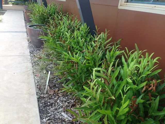 Acrostichum speciosum (Mangrove Fern) — Territory Native Plants