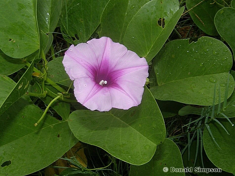 Darwin and NT Native Plants — Territory Native Plants