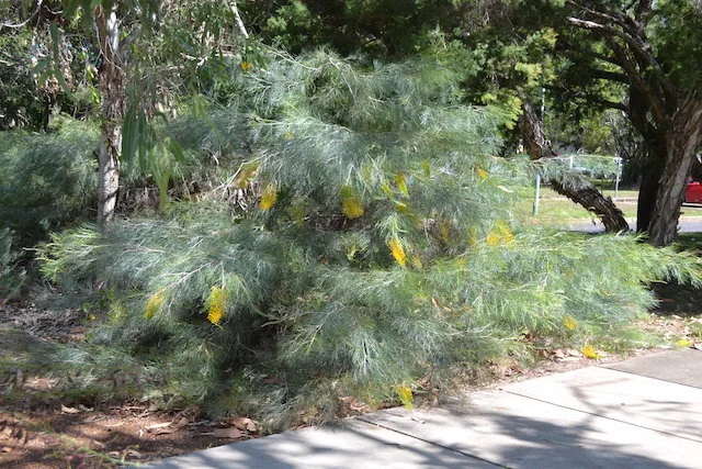 Darwin and NT Native Plants — Territory Native Plants
