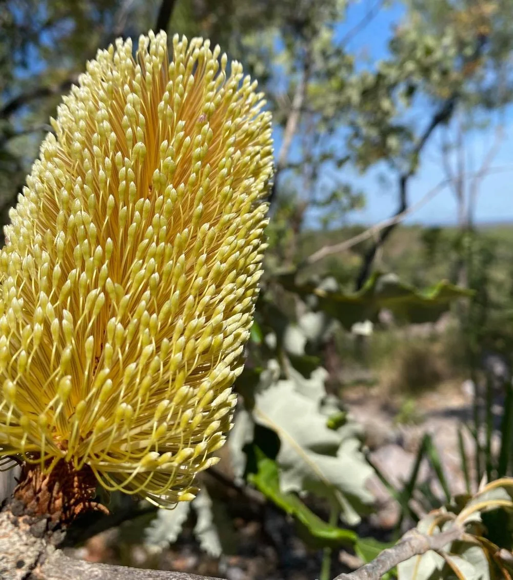 Banksia dentata (NT Banksia) — Territory Native Plants