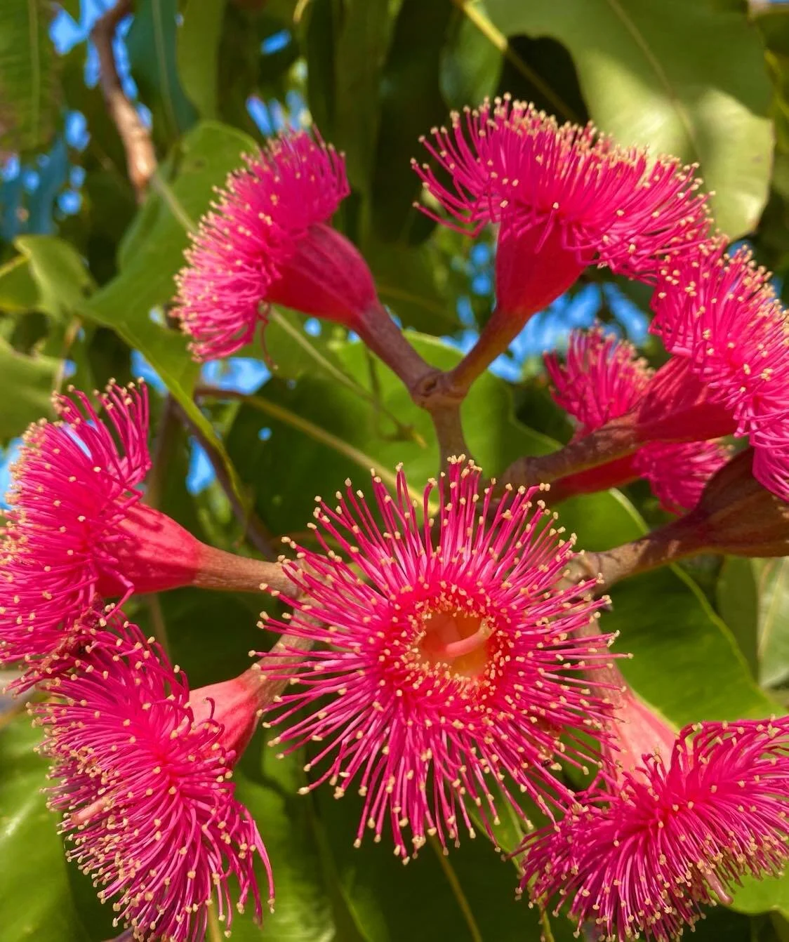 Corymbia ptychocarpa (Swamp Bloodwood) — Territory Native Plants