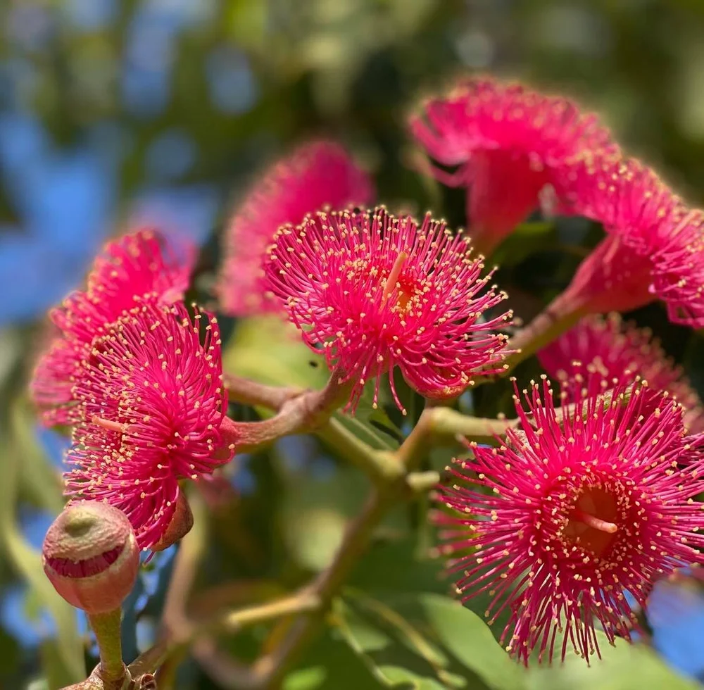 Corymbia ptychocarpa (Swamp Bloodwood) — Territory Native Plants