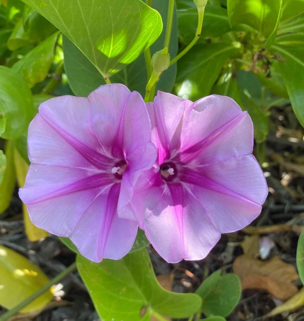 Ipomoea pes-caprae (Beach Morning Glory) — Territory Native Plants