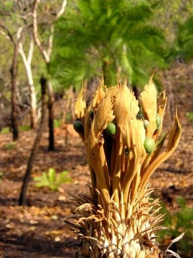 Cycas armstrongii (Darwin Cycad/Fire Fern) — Territory Native Plants