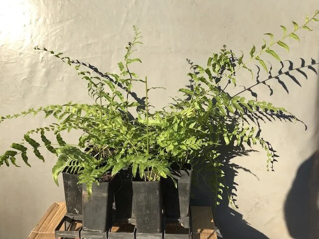 Ampelopteris prolifera (Daly River Fern) — Territory Native Plants