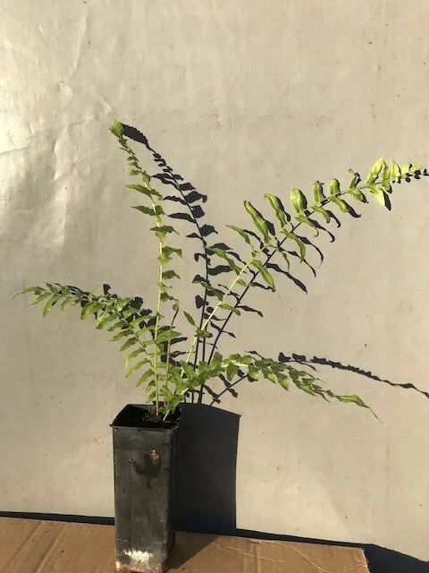 Ampelopteris prolifera (Daly River Fern) — Territory Native Plants