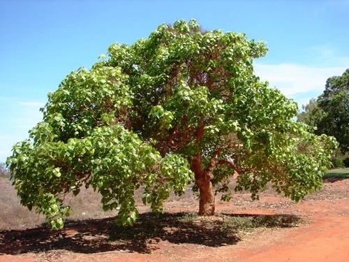 Gyrocarpus americanus (Helicopter/Propeller Tree) — Territory Native Plants