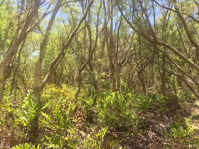 Acrostichum speciosum (Mangrove Fern) — Territory Native Plants