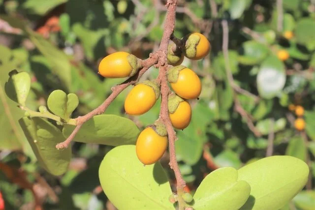 Diospyros humilis (Small Leaved Ebony) — Territory Native Plants