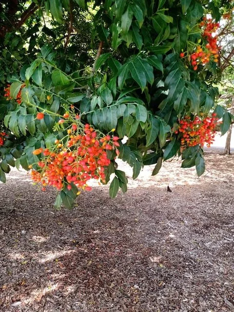 Ganophyllum falcatum (Scaly Ash) — Territory Native Plants