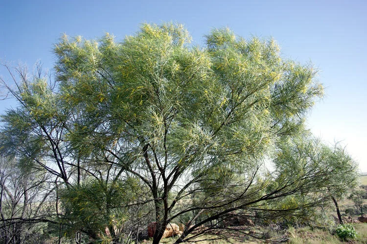 Acacia shirleyi (Lancewood) — Territory Native Plants