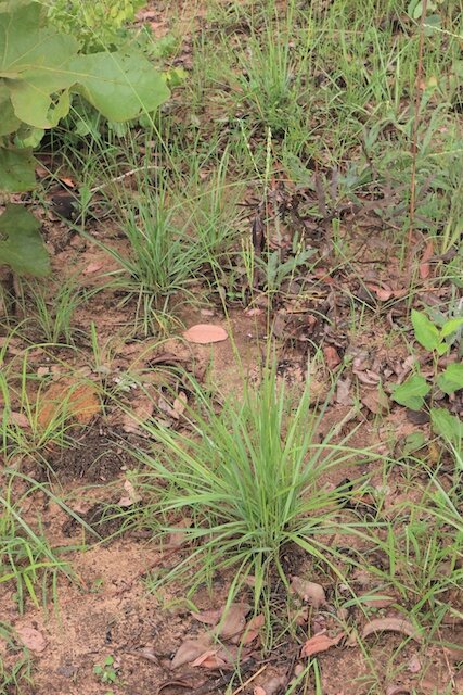 Alloteropsis semialata (Cockatoo Grass) — Territory Native Plants