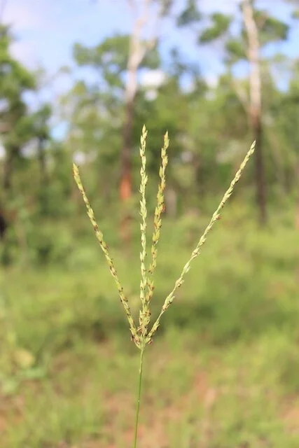 Alloteropsis semialata (Cockatoo Grass) — Territory Native Plants