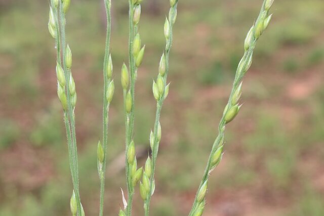 Alloteropsis semialata (Cockatoo Grass) — Territory Native Plants