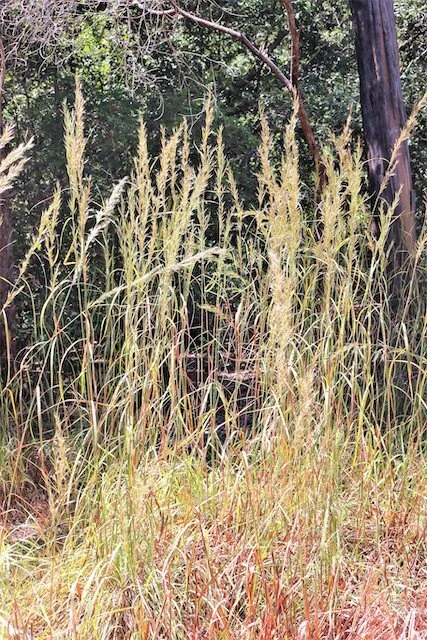 Cymbopogon procerus (Native Lemon Grass) — Territory Native Plants
