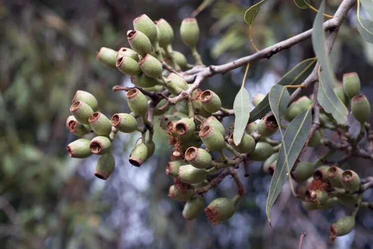Corymbia terminalis (Desert Bloodwood) — Territory Native Plants
